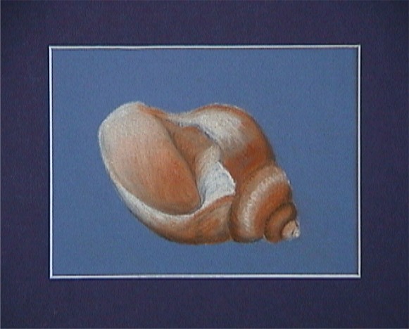 Shell Collected at Hervey Bay (c)